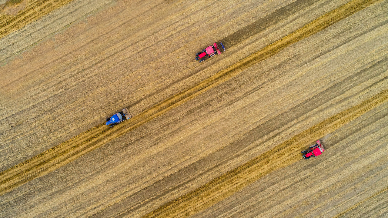 Learn Chinese丨Things you may not know about Grain in Ear