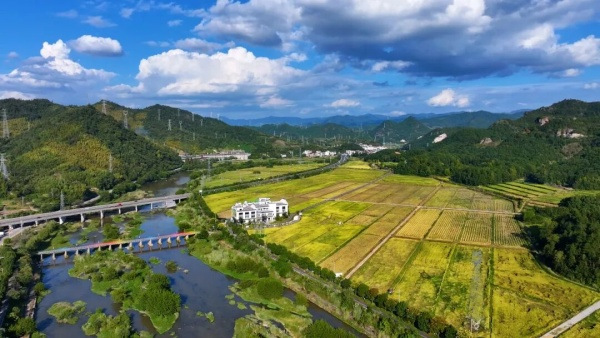 Rice fields and coffee fuel autumn rural tourism in Jinyun